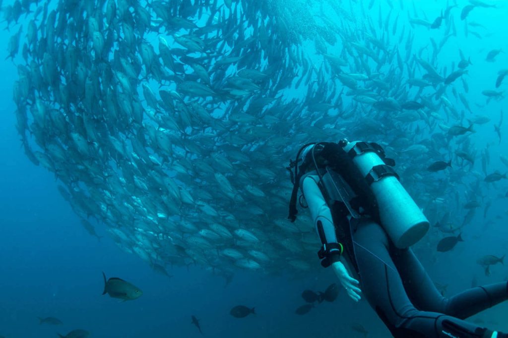 6 Unique Marine Animals Found in Australia - Tactical Dive